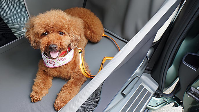 わんこと一緒に楽しいおでかけを！Honda Dog | Honda公式サイト