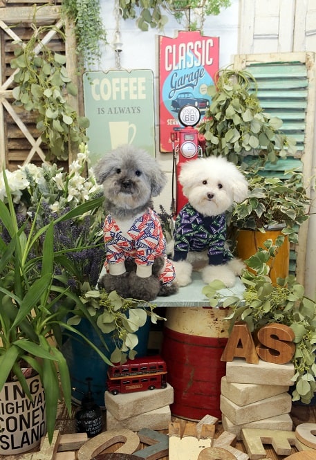 snobbish babies 駒沢店 | 東京都23区 | おでかけ情報 | Honda Dog | Honda公式サイト